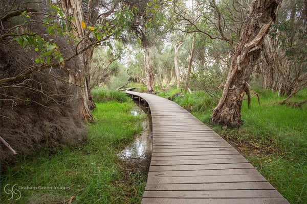 Beenyup Swamp Boardwalk, Woodvale - BS6580 – Graham Green Images